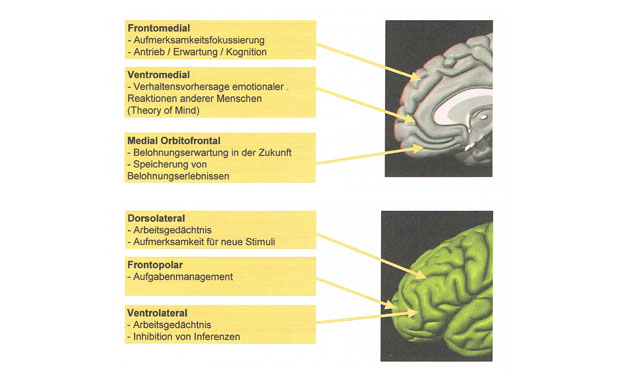 Der präfrontale Kortex - ThinkNeuro! | ThinkNeuro!